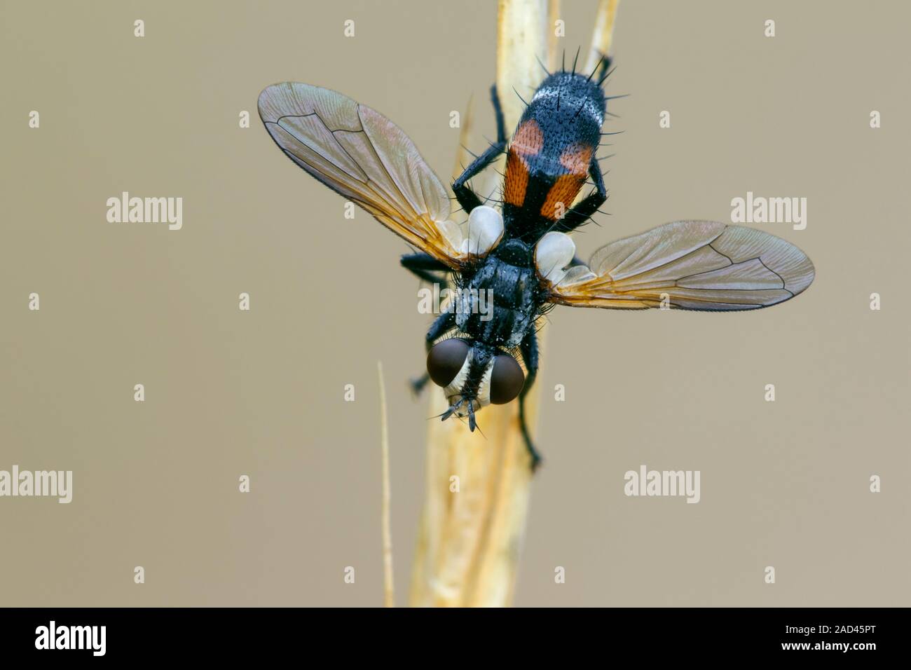 A small species of fly belonging to the tachinidae family ...