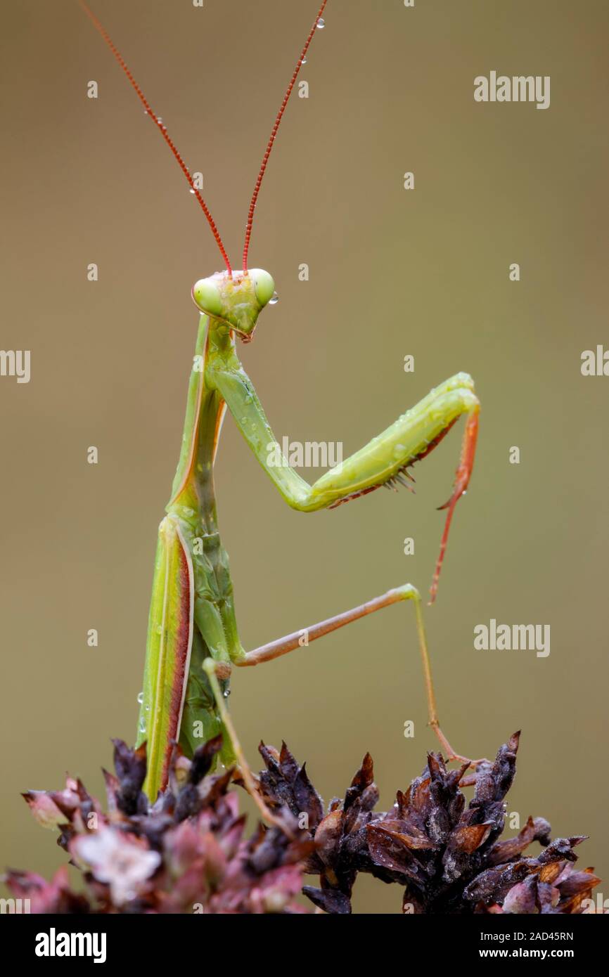 A male praying mantis (Mantis religiosa) distinguishable by the longer ...