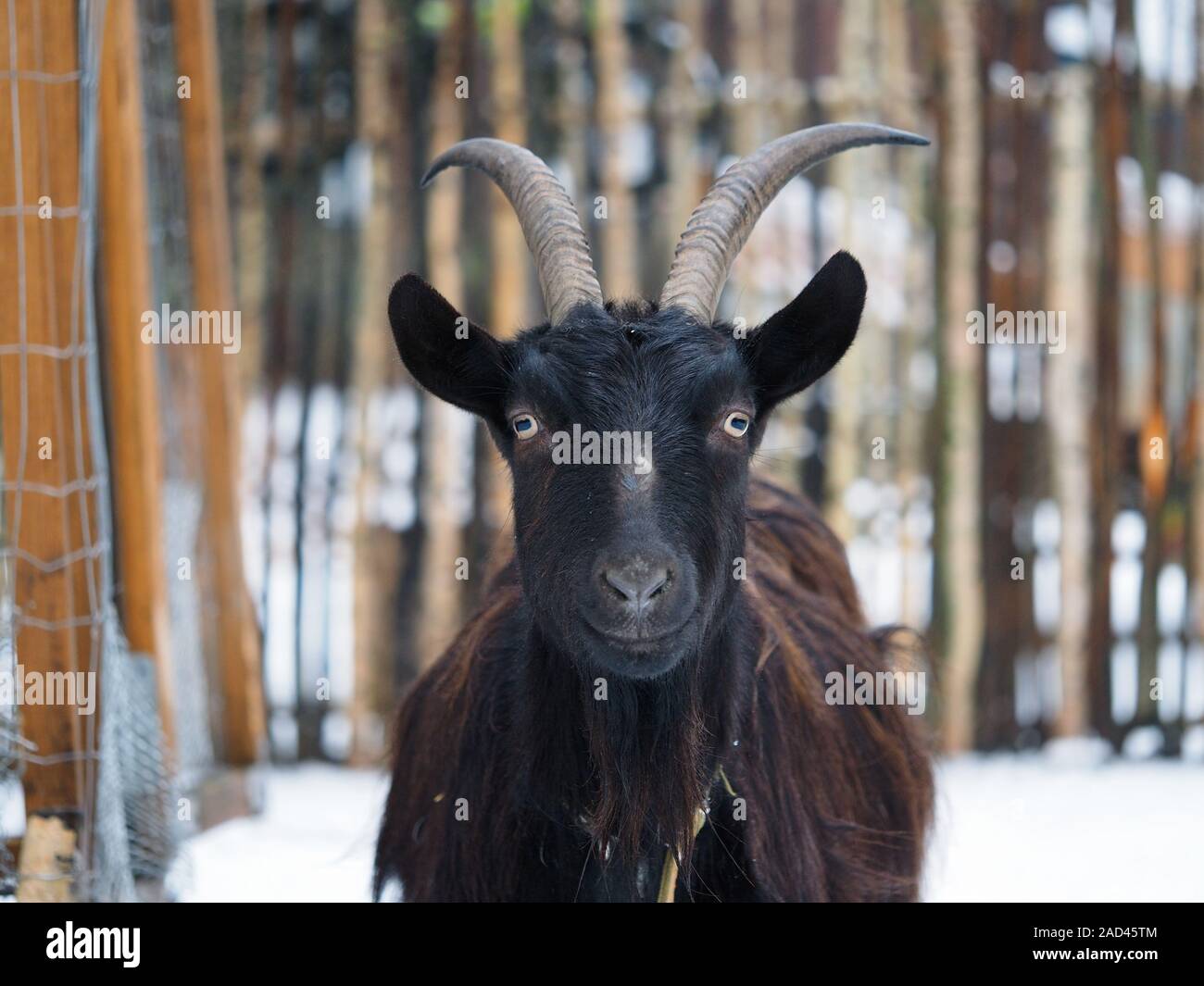 Portrait of a black horned goat on a farm Stock Photo - Alamy