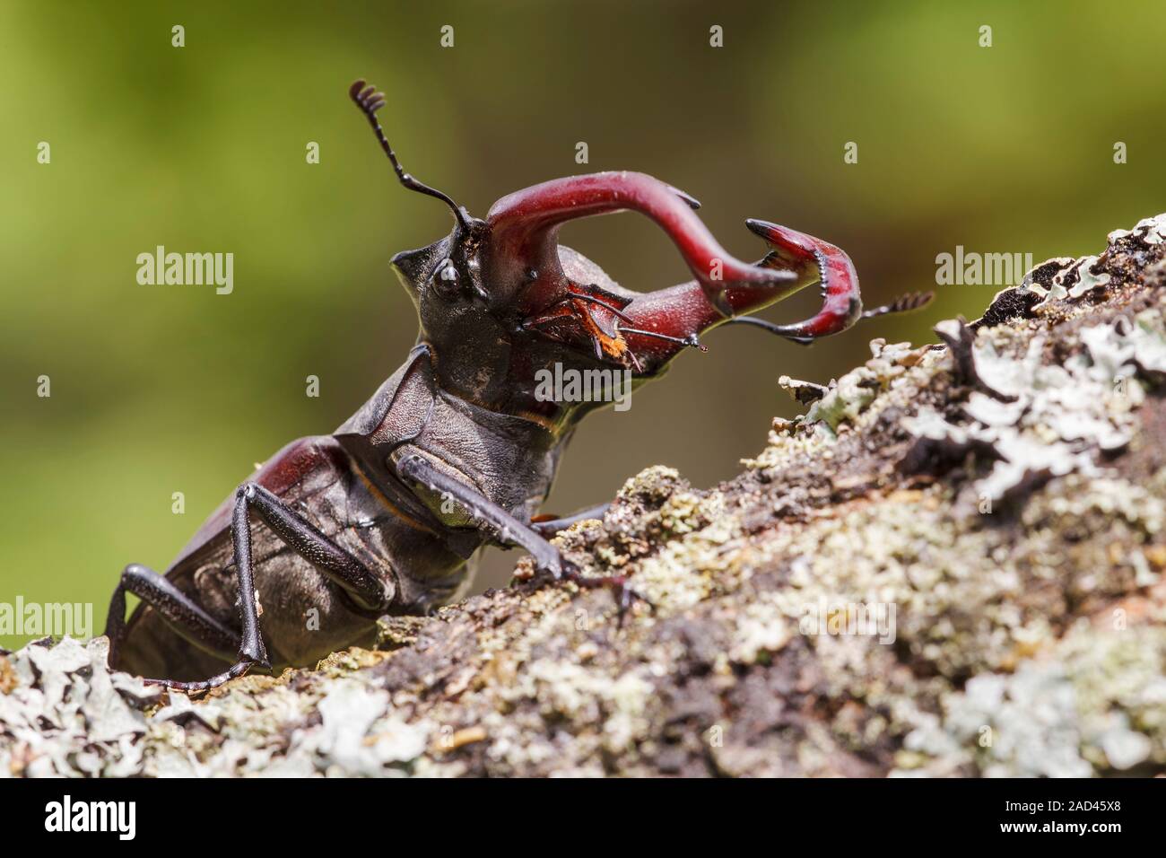 An underside view of an adult male stag beetle (Lucanus cervus) resting ...