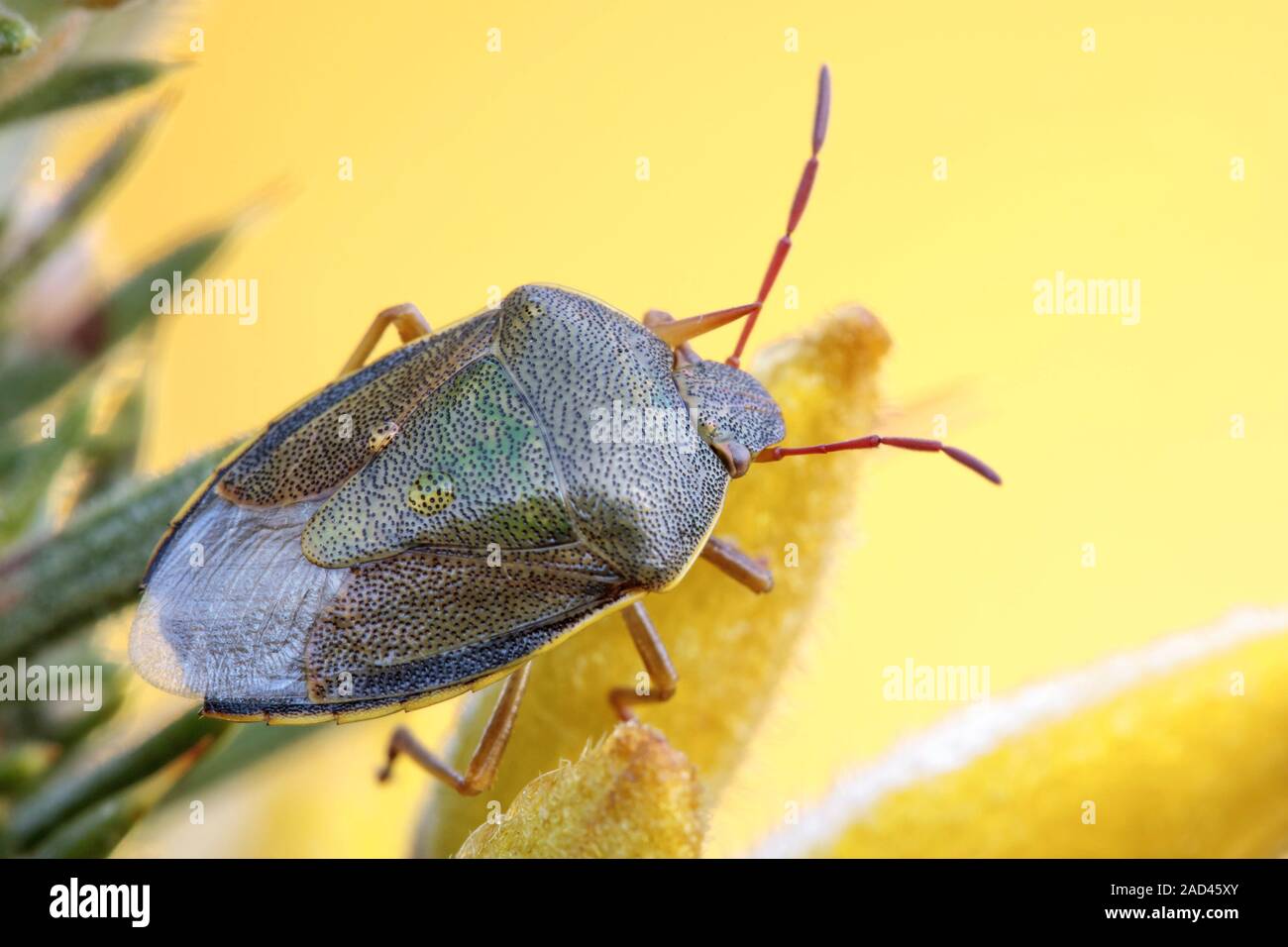 A dew covered gorse shieldbug (Piezodorus lituratus) resting on gorse in a cool spring morning ...