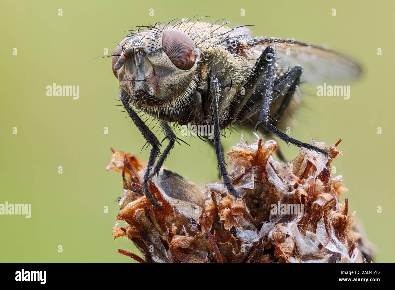 A focus stack of a dew covered cluster fly (Pollenia rudis) as it rests ...
