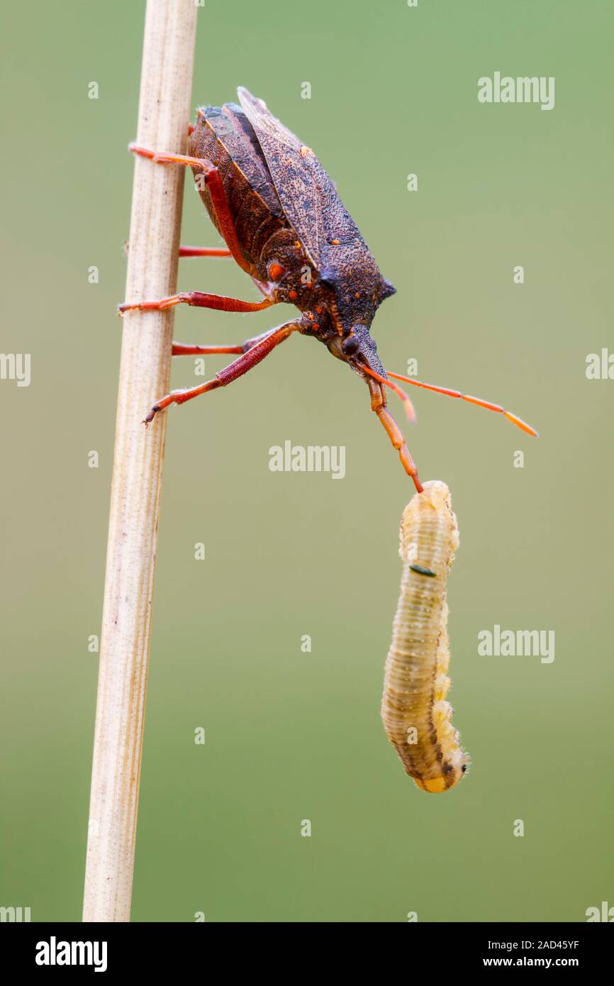 The spiny or spiked shieldbug (Picromerus bidens) is a carnivorous ...