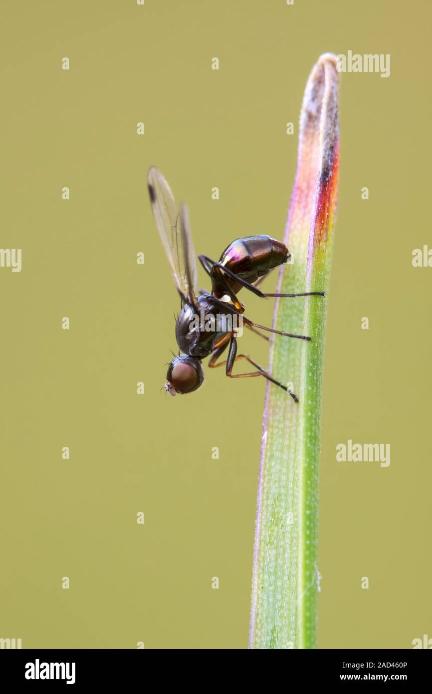 A small fly (Sepsis fulgans) sometimes called the lesser dung fly ...