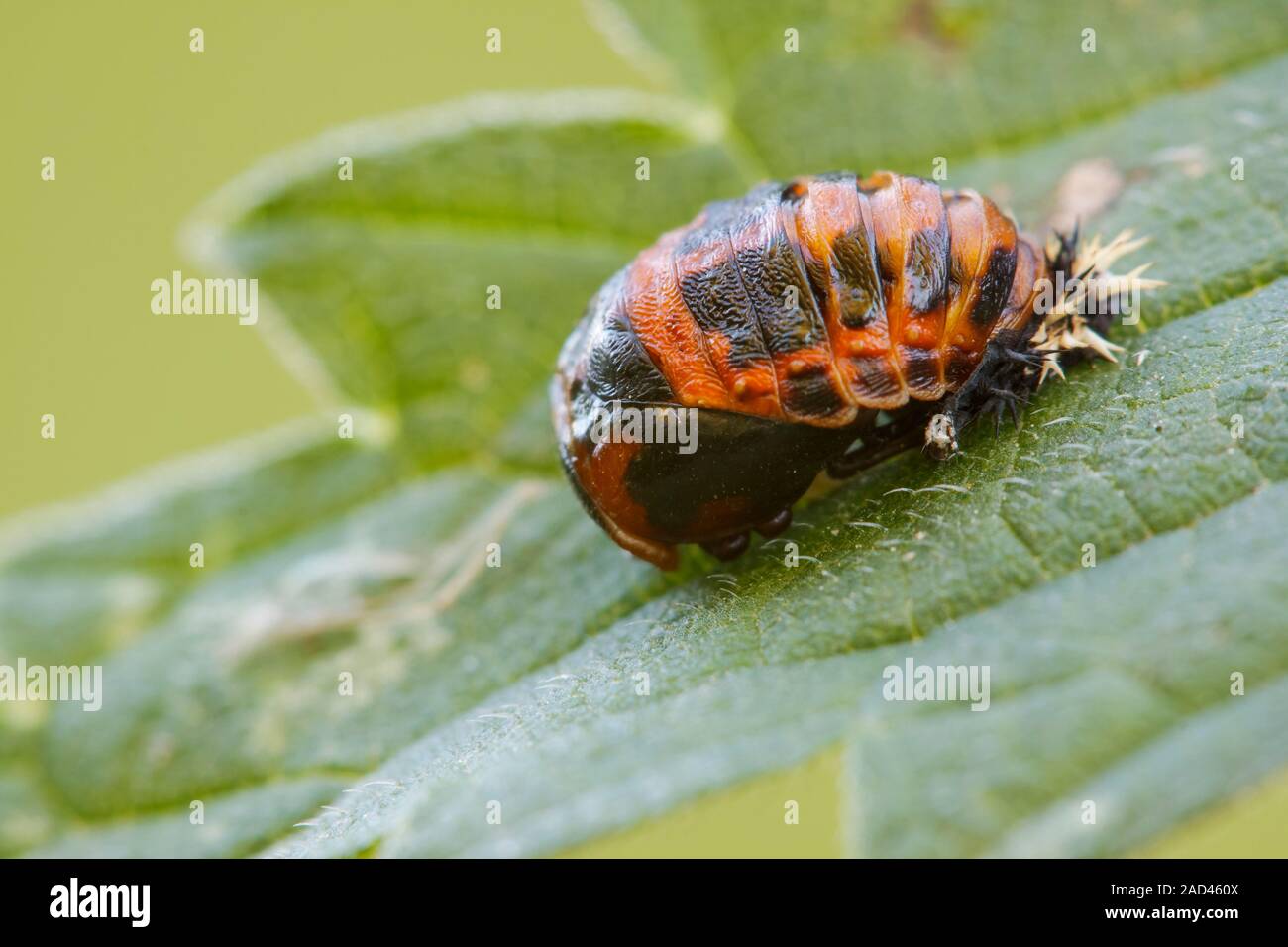 The pupal stage of the harlequin ladybird (Harmonia axyridis) attached ...