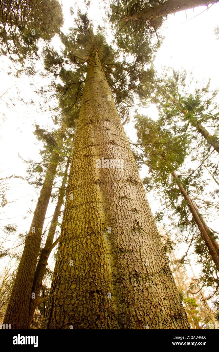 England's second tallest tree (as of early 2016), a Grand Fir (Abies ...
