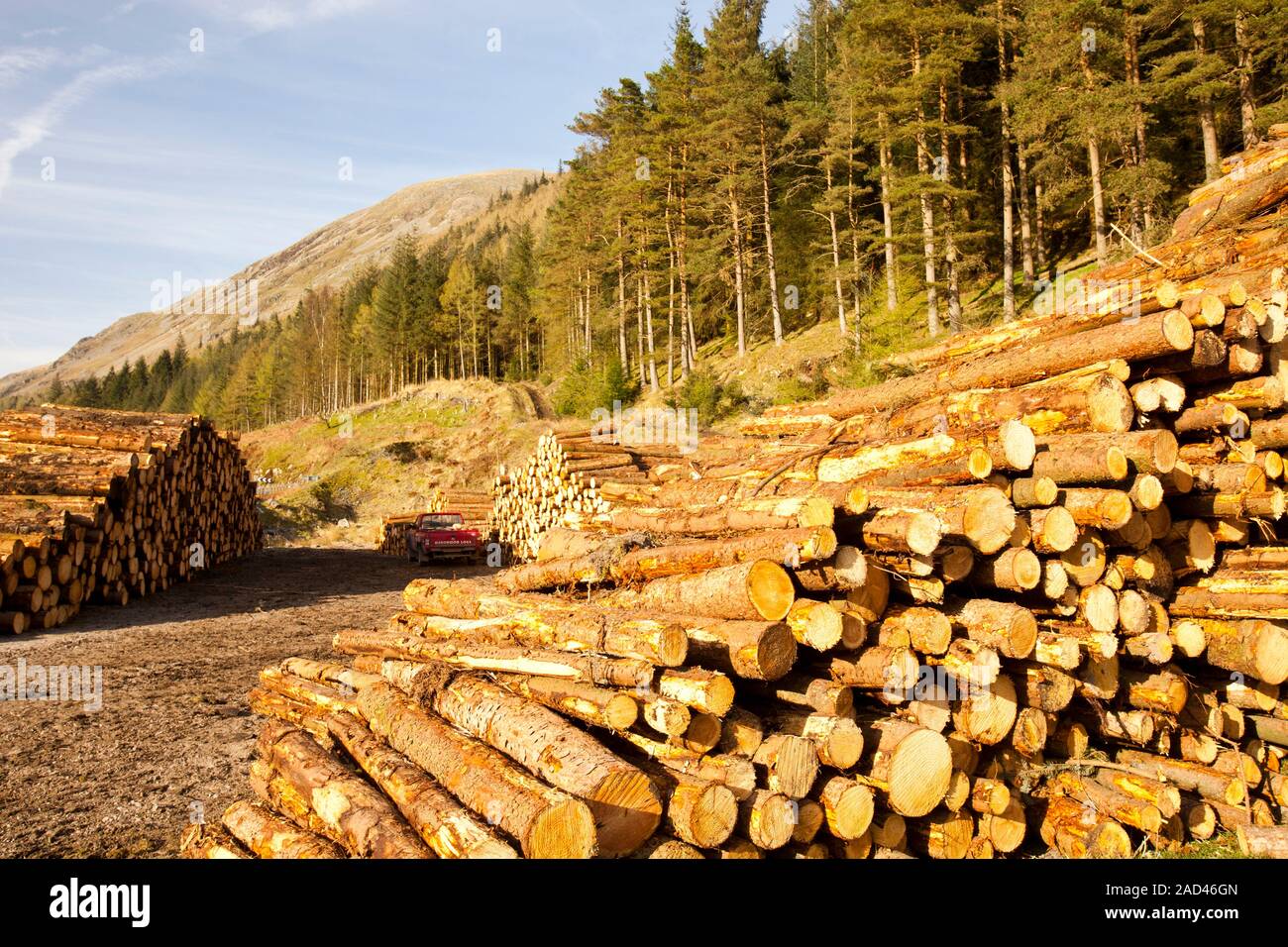 Logging on the slopes above Thirlmere, Lake District, UK Stock Photo ...