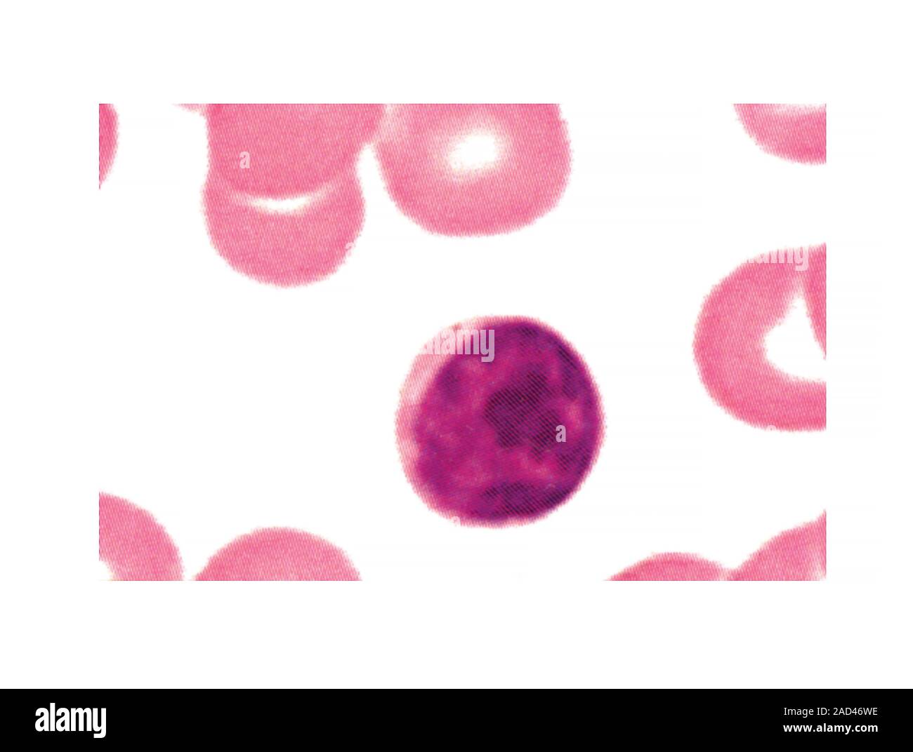 Lymphocyte white blood cell. This illustration is from Asklepios Atlas ...