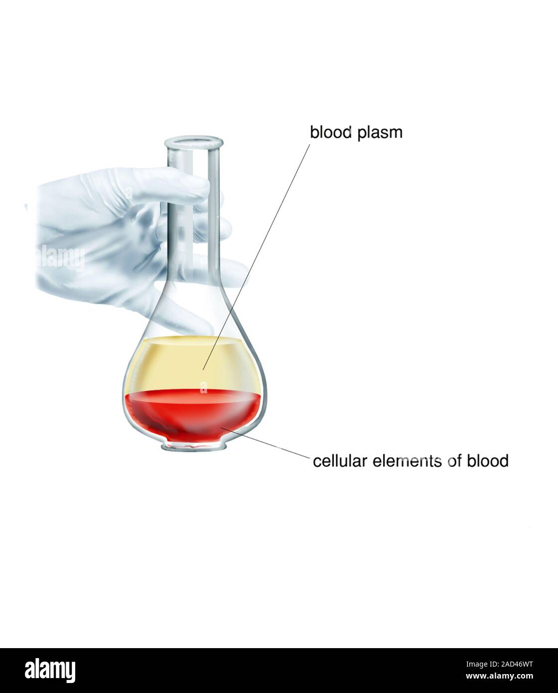 Image of the blood components. This illustration is from Asklepios ...
