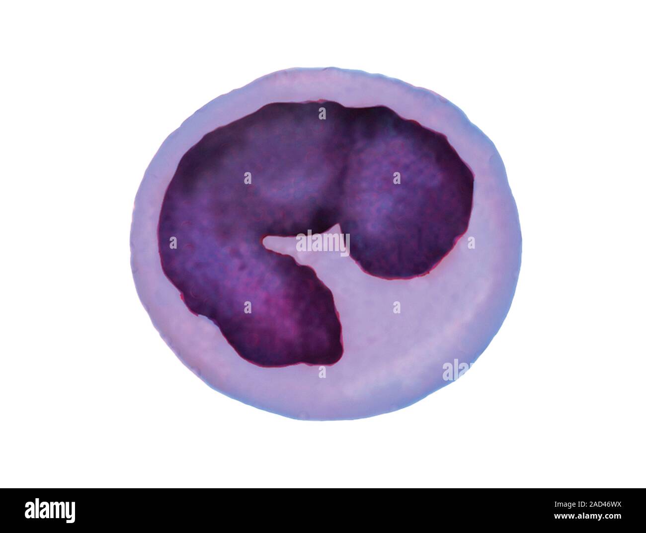 Monocyte white blood cell. This illustration is from Asklepios Atlas of ...