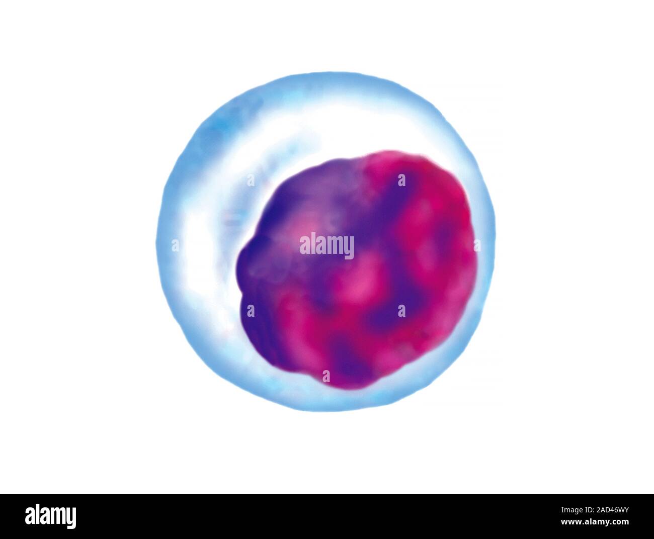 T lymphocyte white blood cell. This illustration is from Asklepios ...
