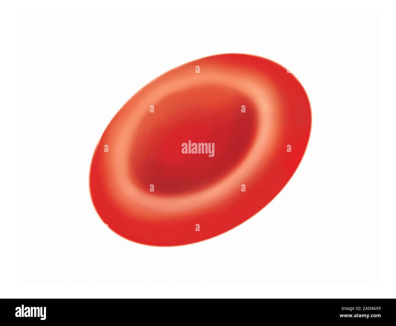Red blood cell (erythrocyte). This illustration is from Asklepios Atlas ...