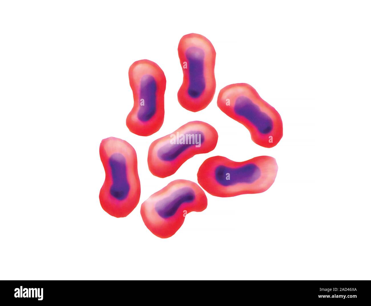 Blood platelet (thrombocyte). This illustration is from Asklepios Atlas ...