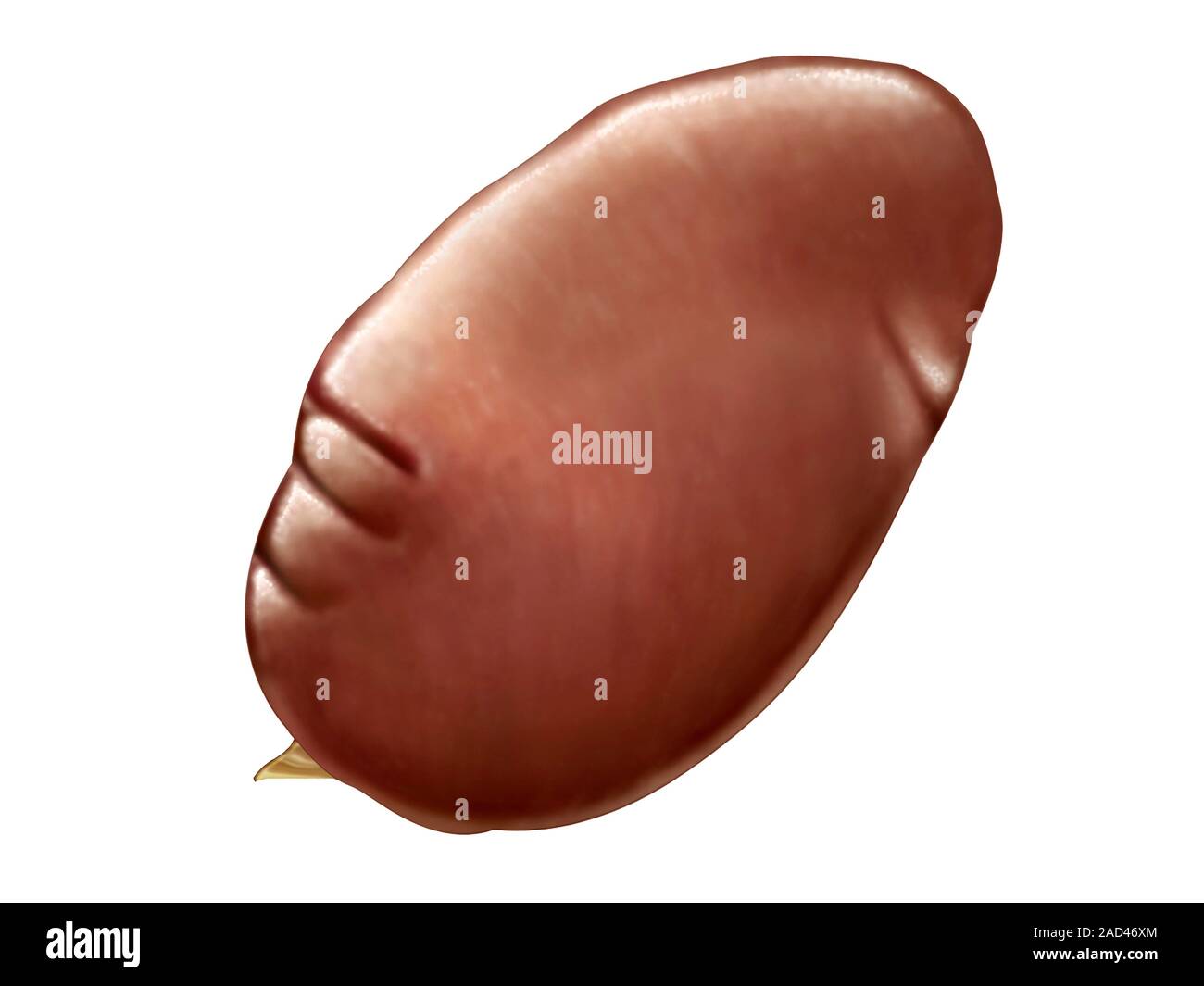 Human spleen. This superior view illustration is from Asklepios Atlas ...