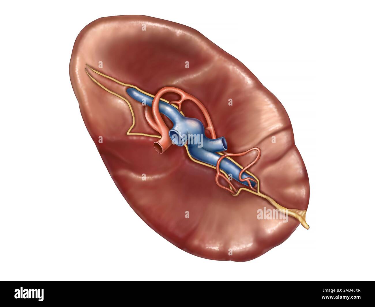 Human spleen. This inferior view illustration is from Asklepios Atlas ...
