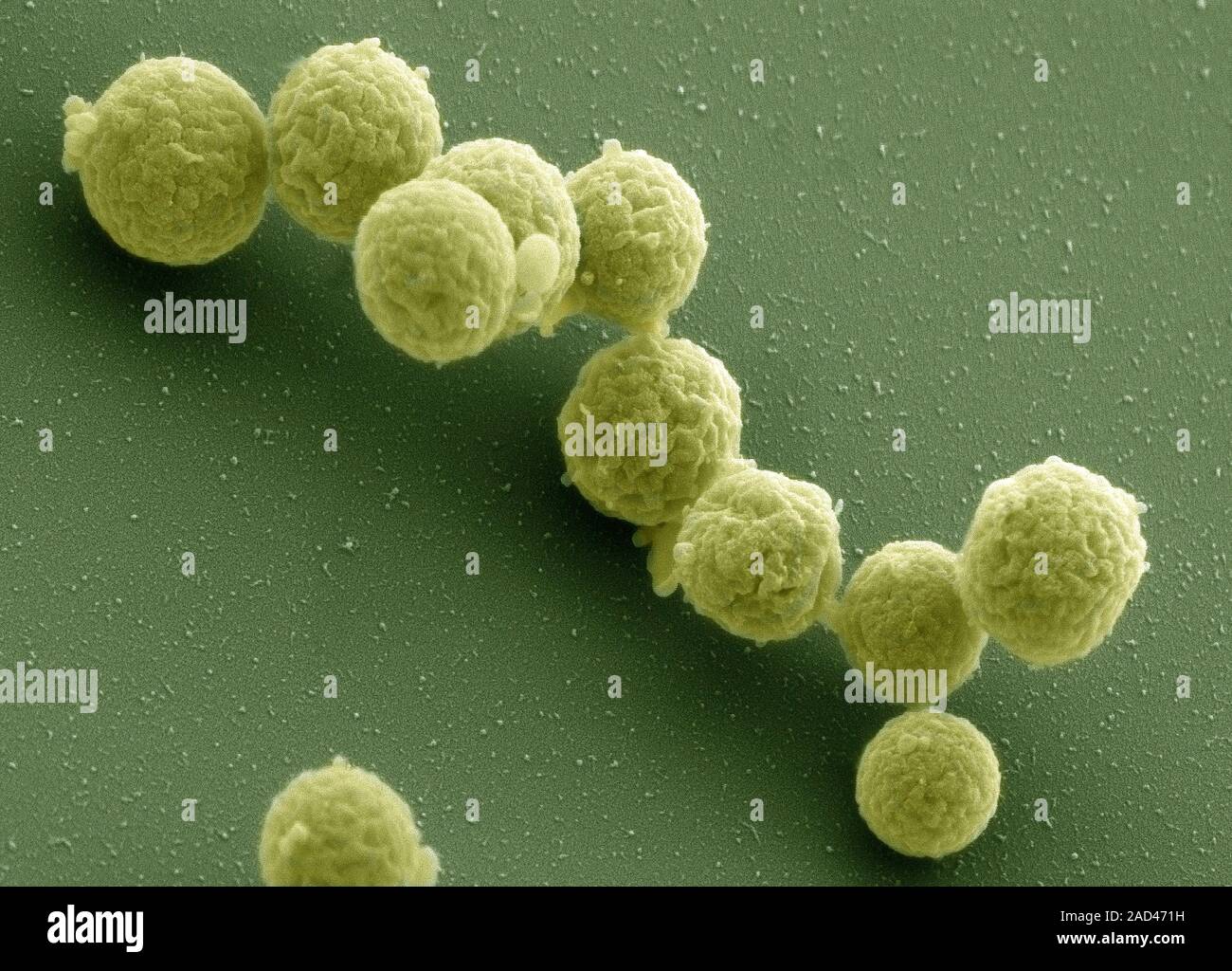 Synthetic Mycoplasma bacteria. Coloured scanning electron micrograph ...