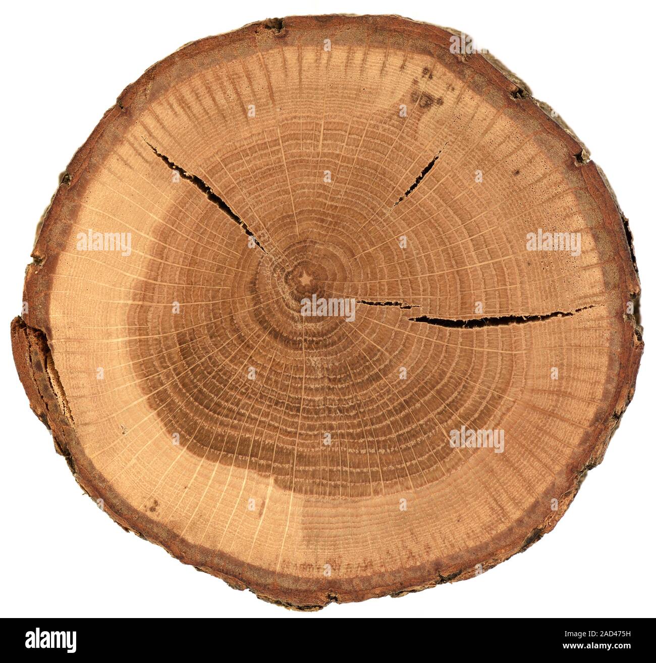 Oak wood slab texture with bark, growth rings and cracks isolated on ...