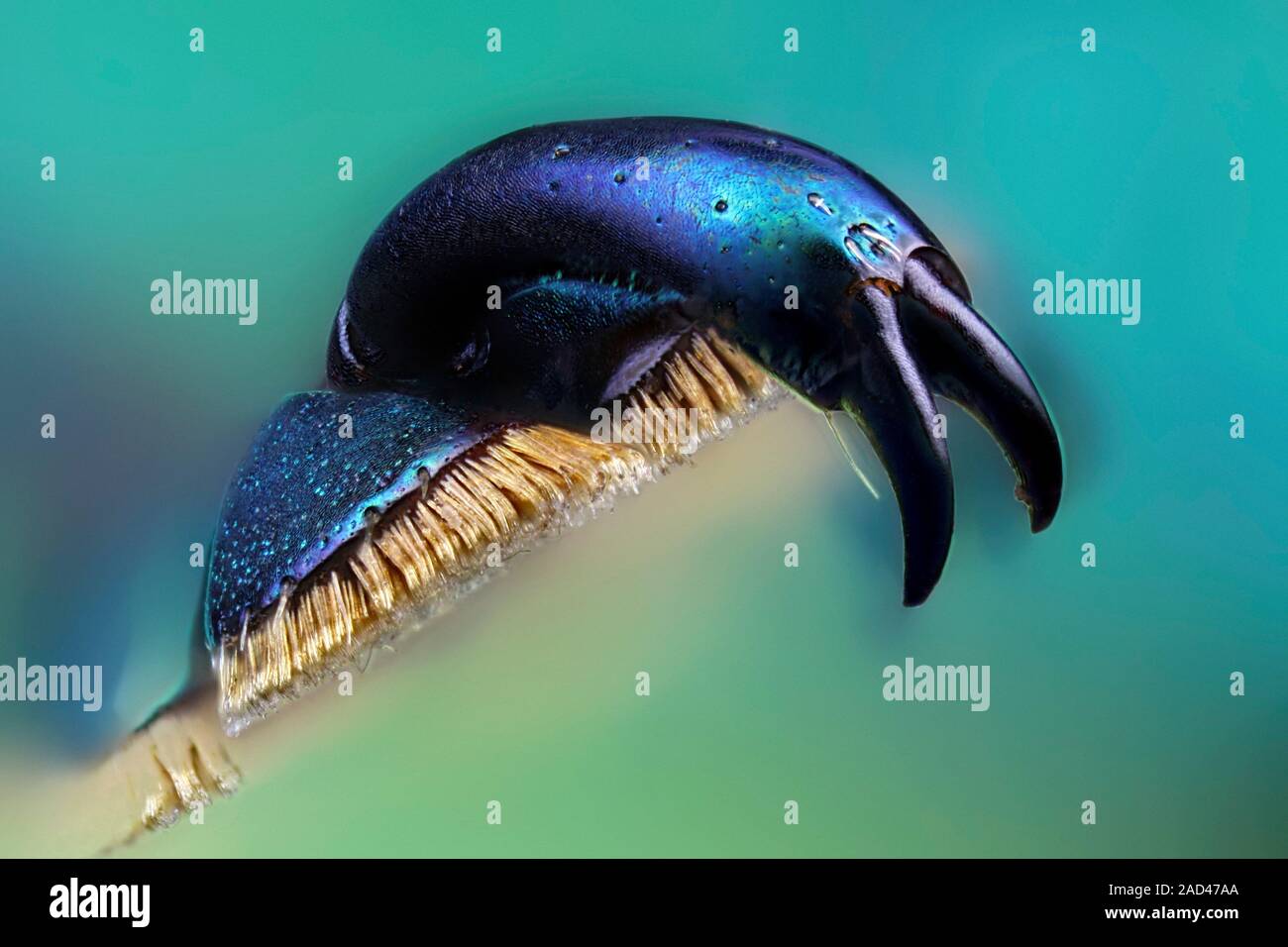 Flower chafer beetle foot. Macro photograph of the claw on the end of a ...