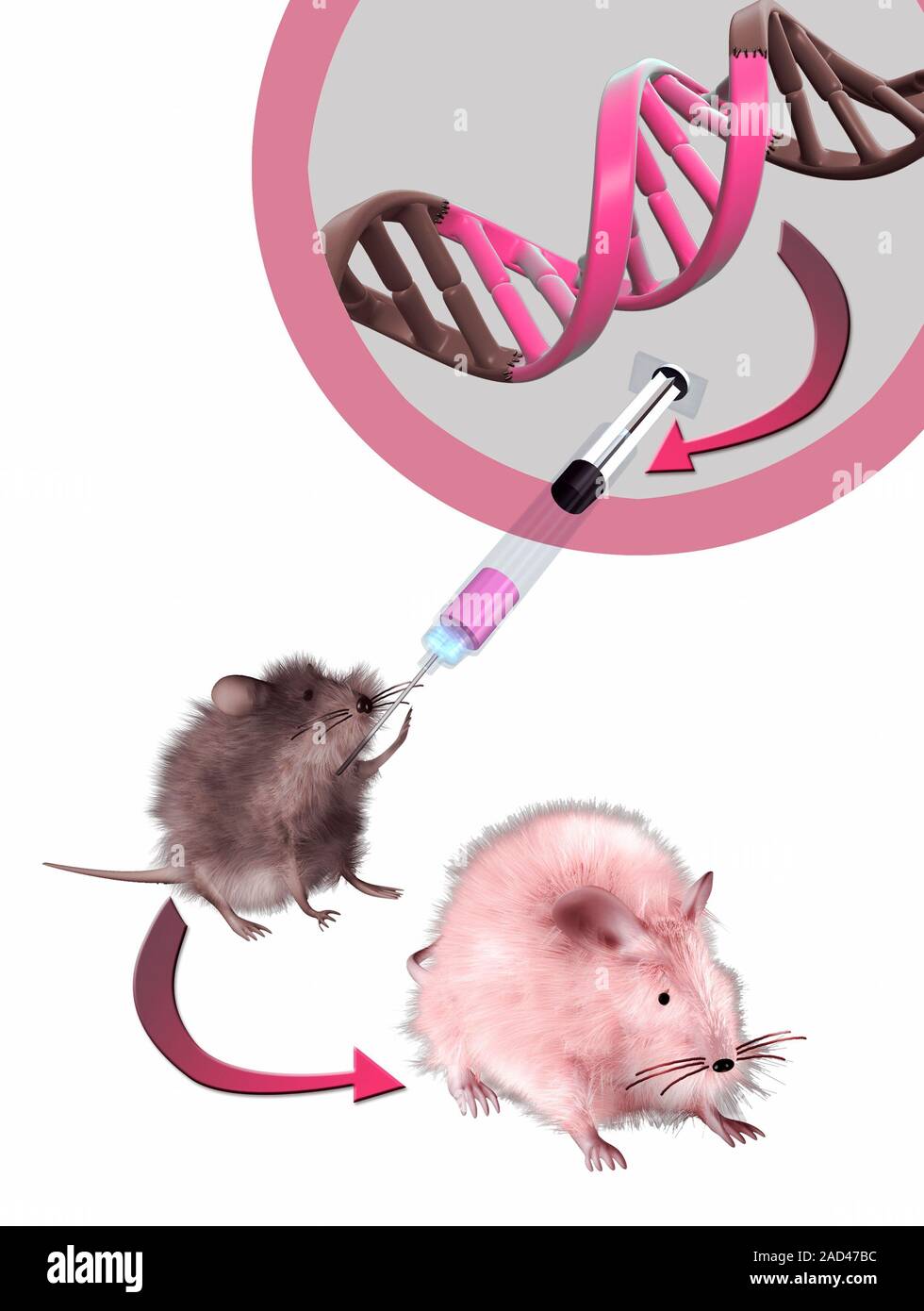 Genetically modified mouse. Computer illustration showing modified ...