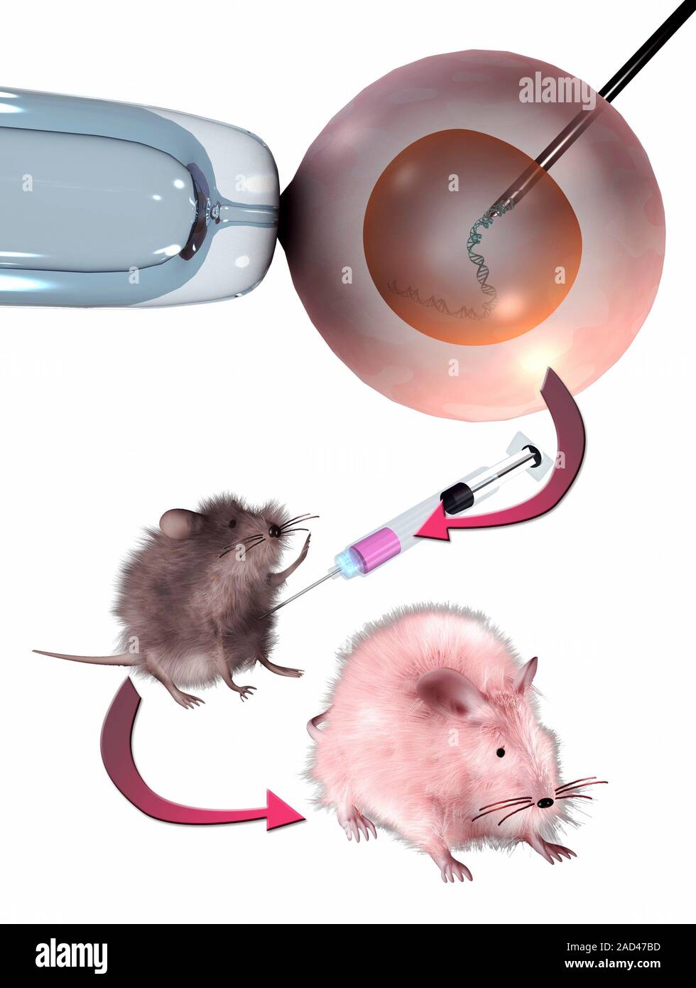 Genetically modified mouse. Computer illustration showing modified ...