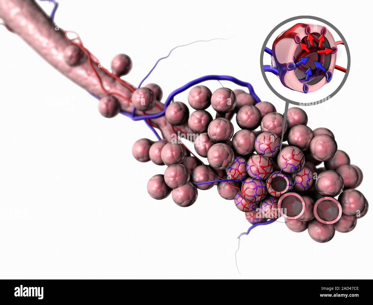 Normal alveoli. Computer illustration of healthy alveoli (round) on ...