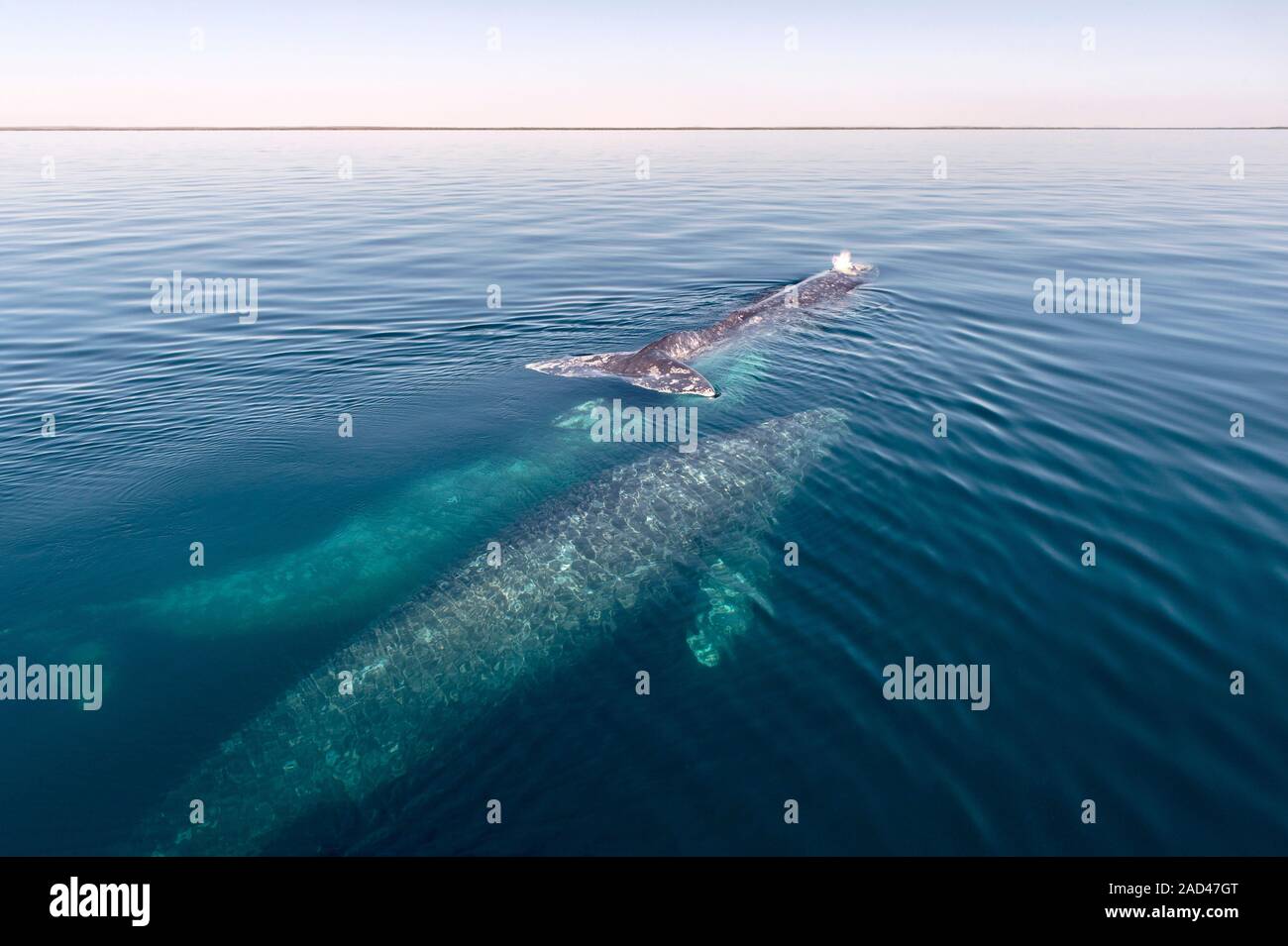 Grey whales (Eschrichtius robustus). Grey whales surfacing in a Pacific ...