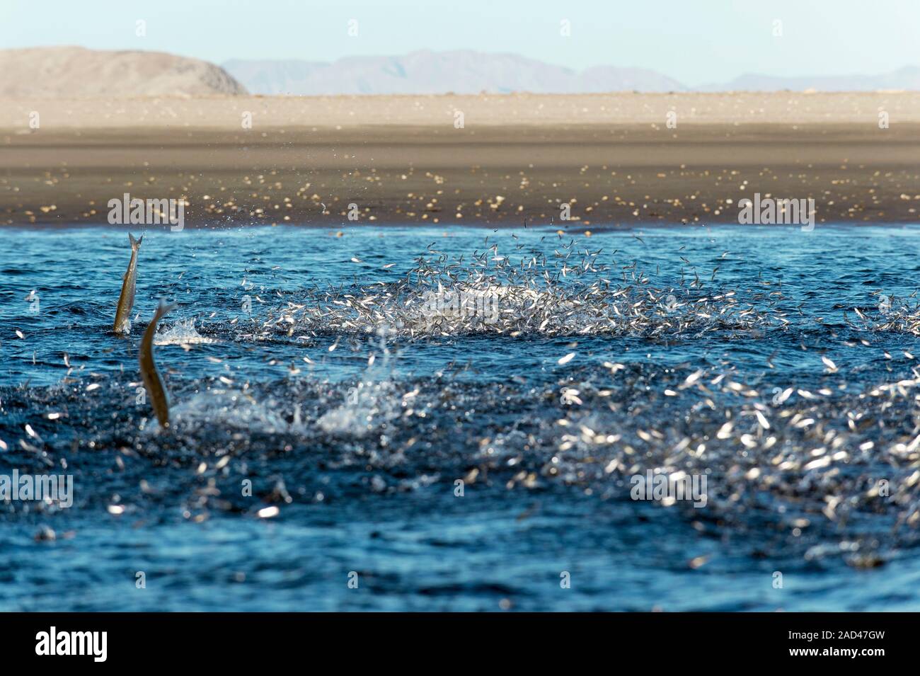 Pacific barracuda hunting. Small fry being chased to the water's ...