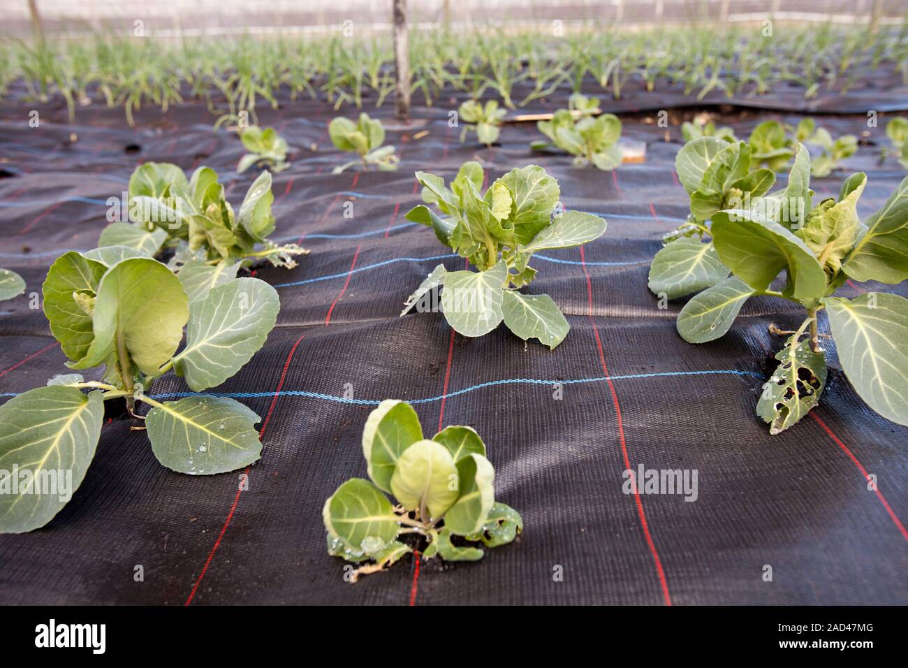 Growing with Grace is an organic fruit and vegetable growing co ...