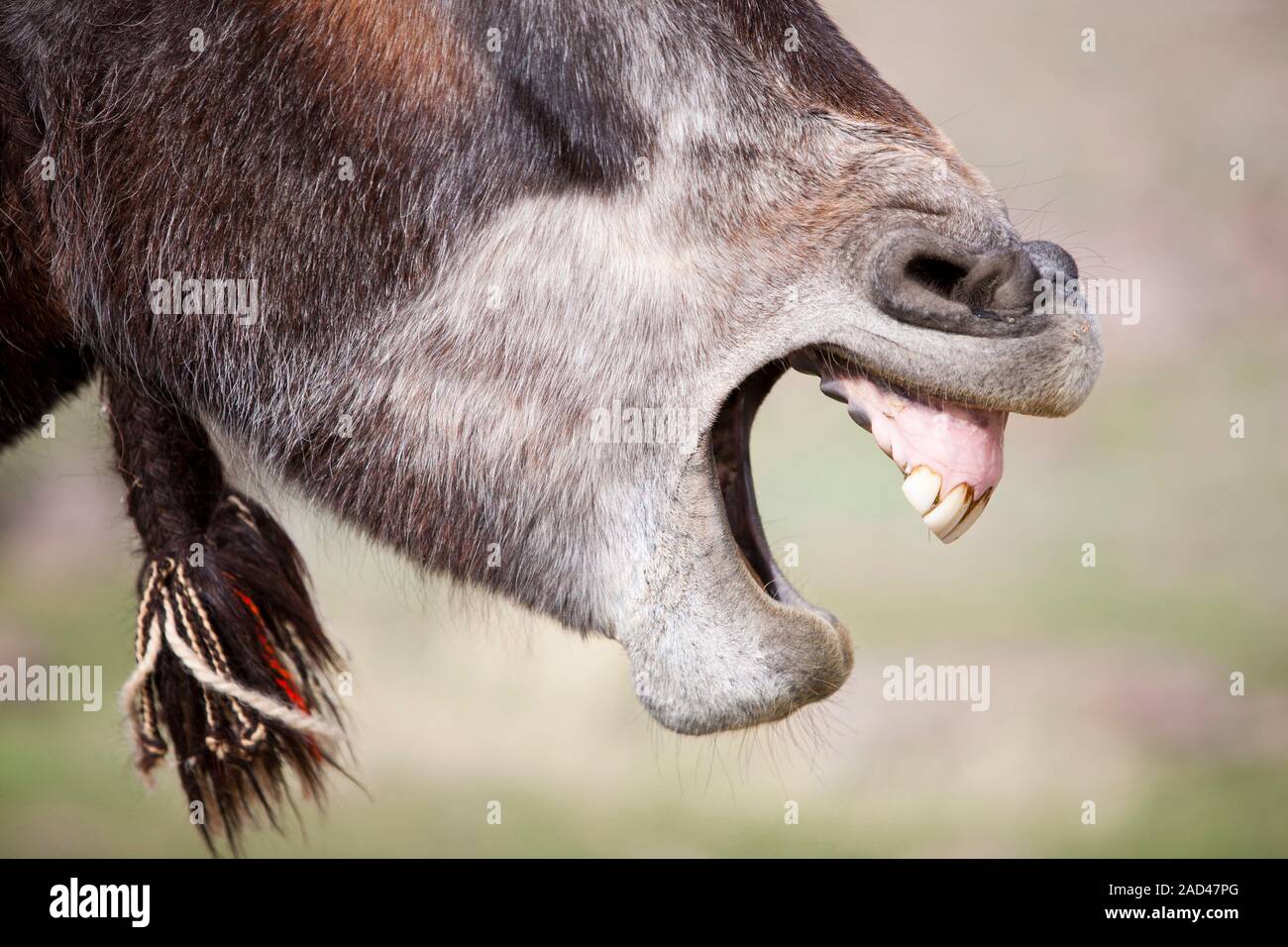 A mule yawning in the Jebel Sirwa region of the Anti Atlas mountains of ...