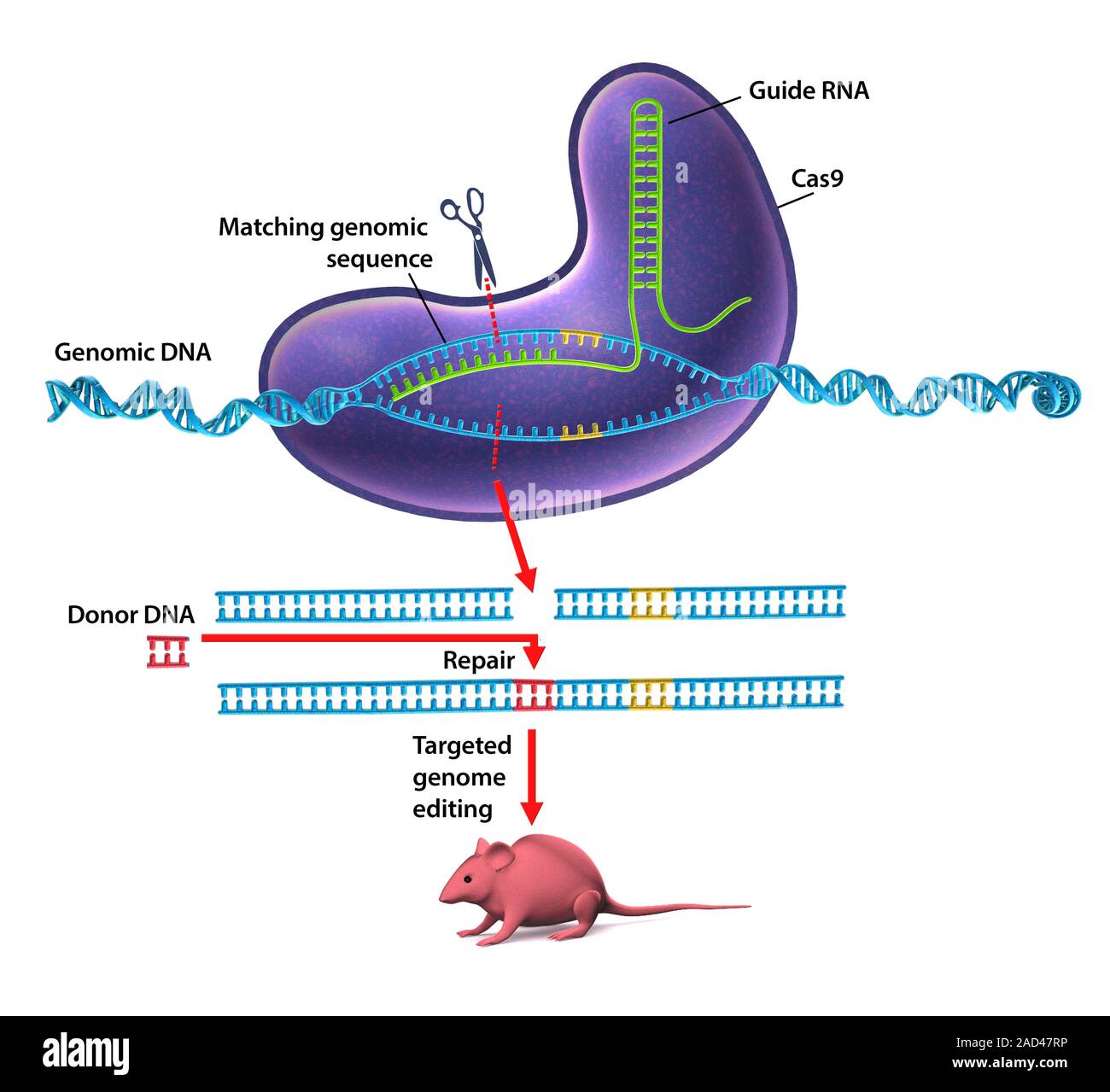CRISPR-Cas9 gene editing. Diagram of the process that occurs within the ...