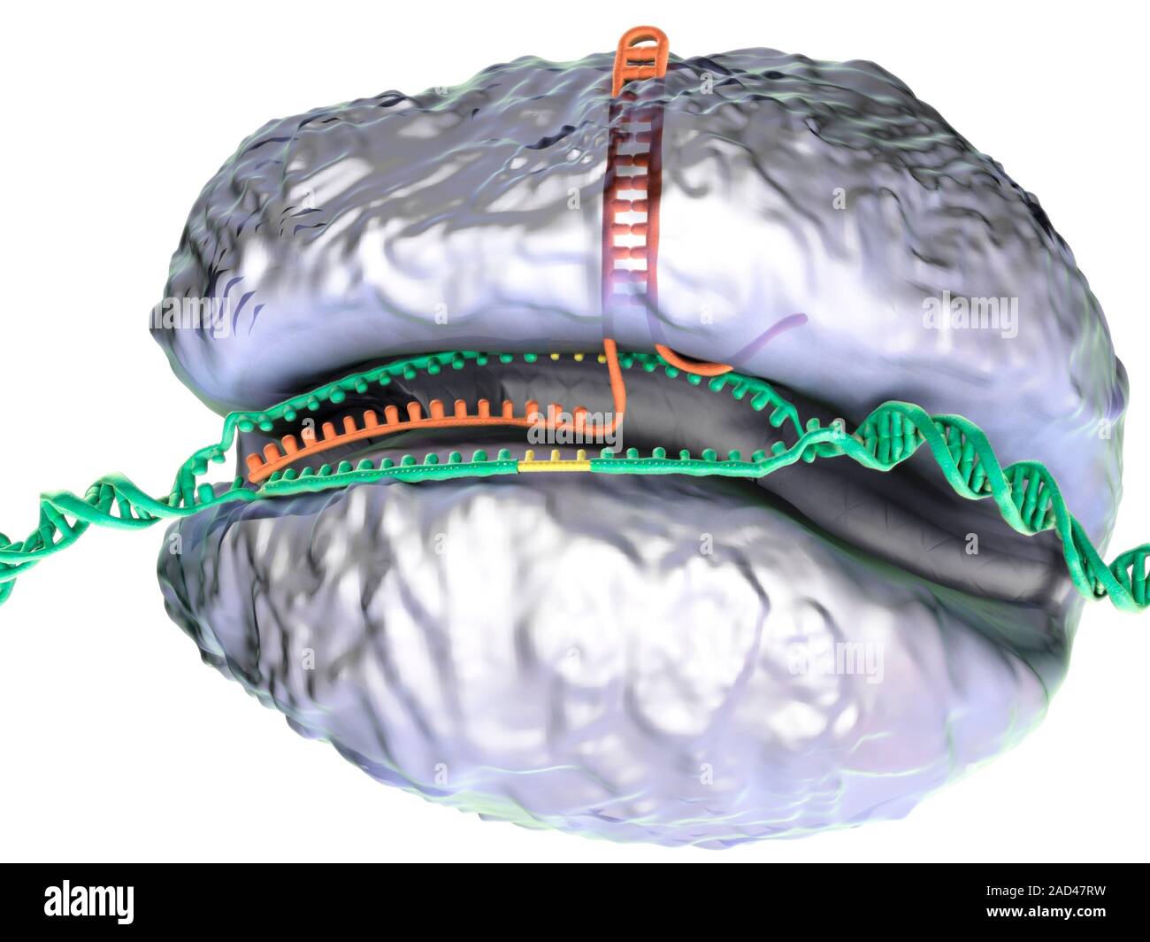 CRISPR-Cas9 gene editing complex. Illustration of the CRISPR-Cas9 gene ...