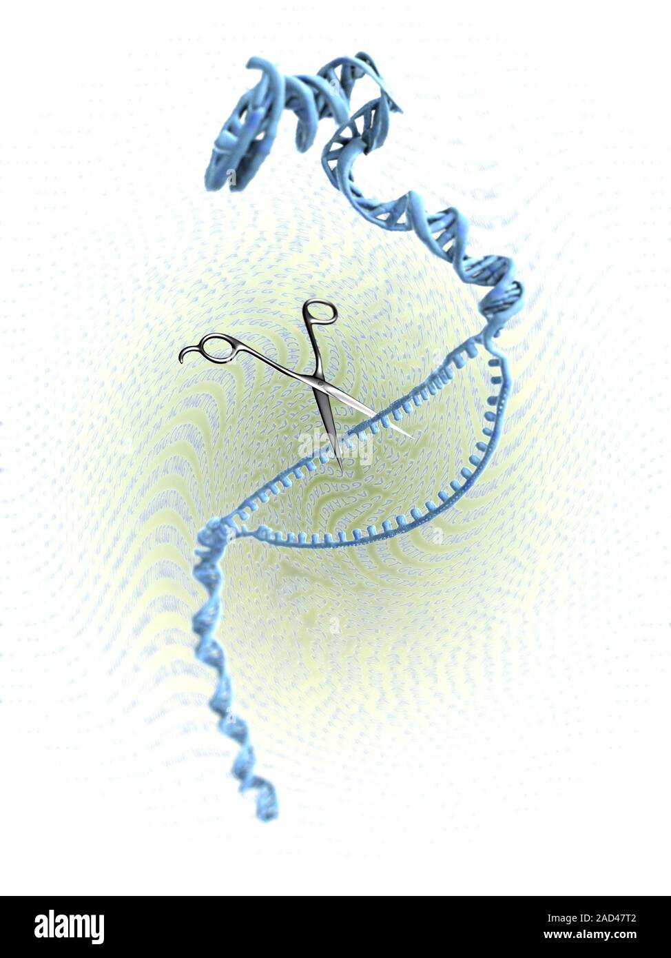 Gene editing. Conceptual illustration of a pair of scissors being used ...
