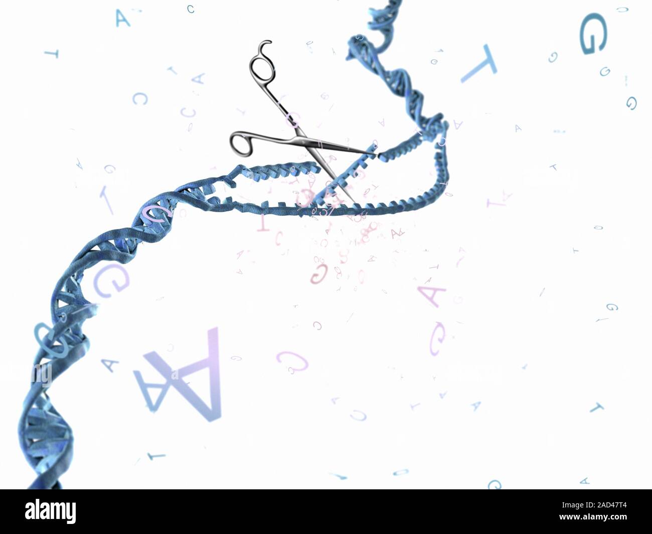 Gene editing. Conceptual illustration of a pair of scissors being used ...