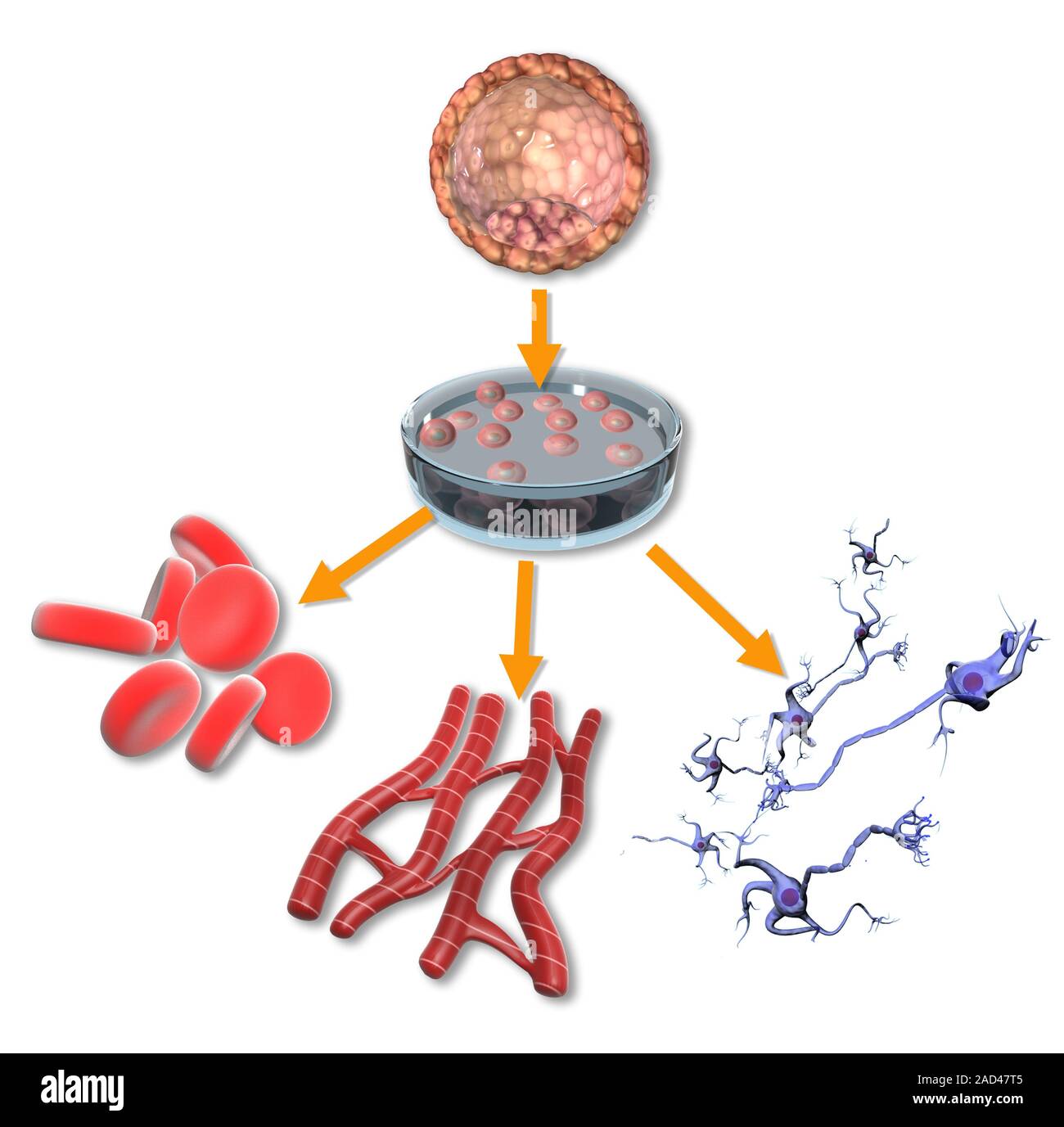 Pluripotent stemcells, illustration. Stem cells are undifferentiated ...