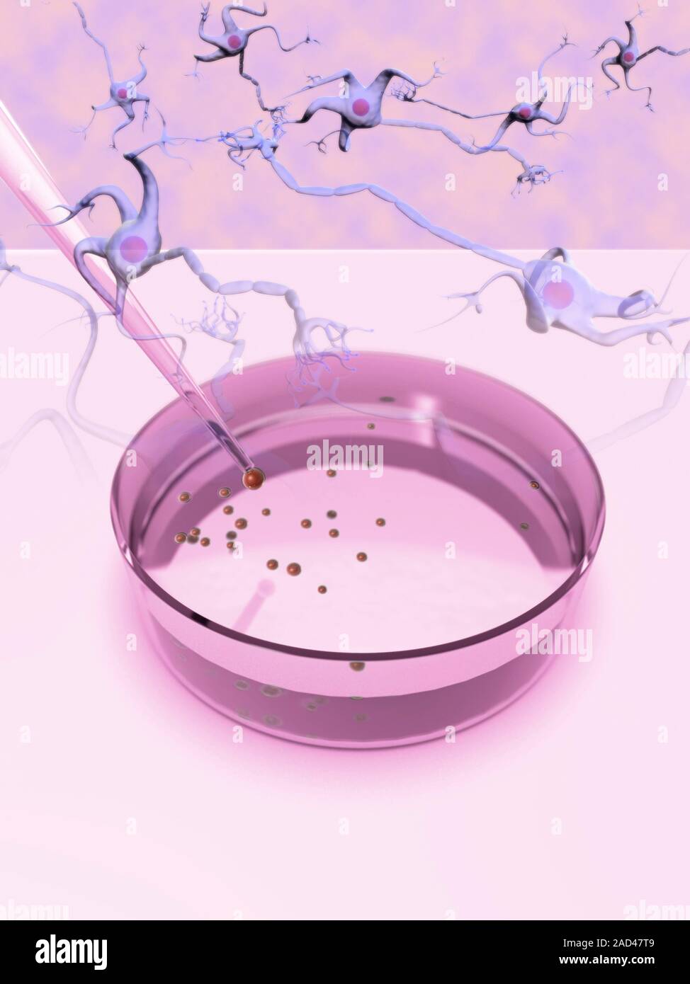 Culturing stem cells. Illustration of stem cells being cultured in a ...
