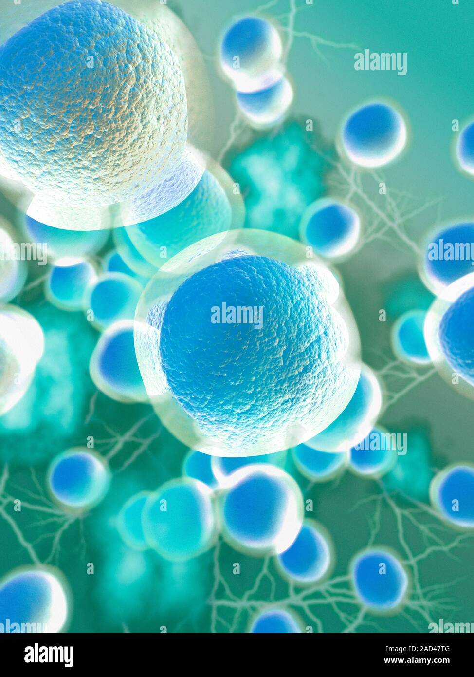 Stem cells, illustration. Stem cells are undifferentiated cells that ...