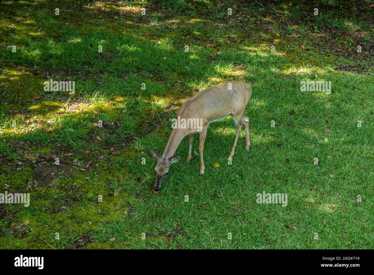 Sloped backyard hi-res stock photography and images - Alamy