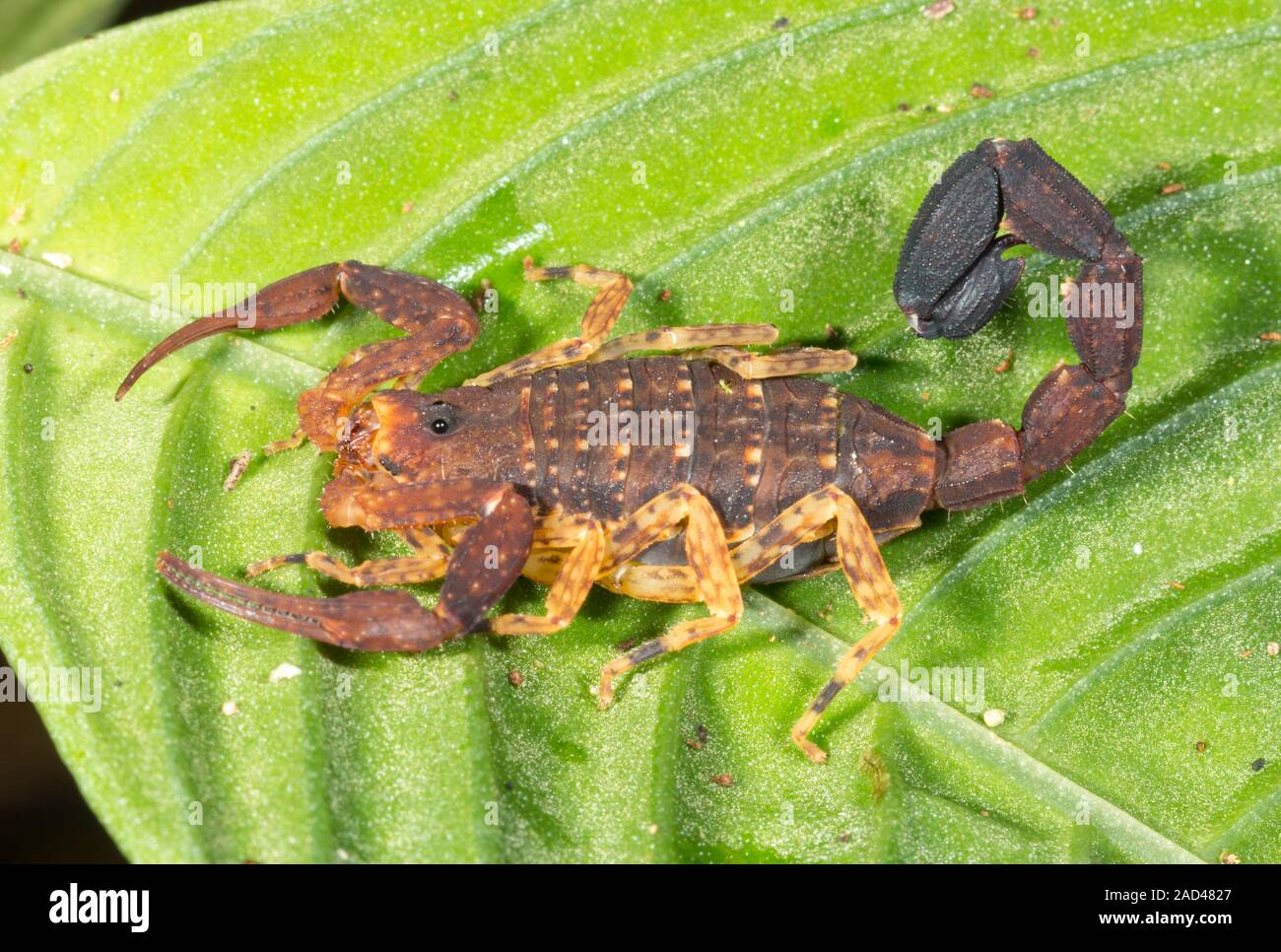 Scorpion (Tityus sp.) on a tree trunk. Scorpions (Order Scorpiones) are ...