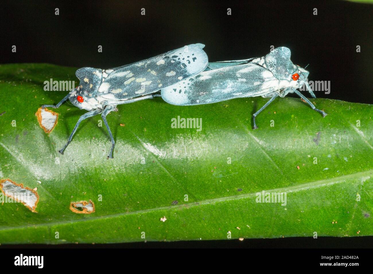 Leafhoppers (family Cicadellidae) mating on an understory shrub in the ...