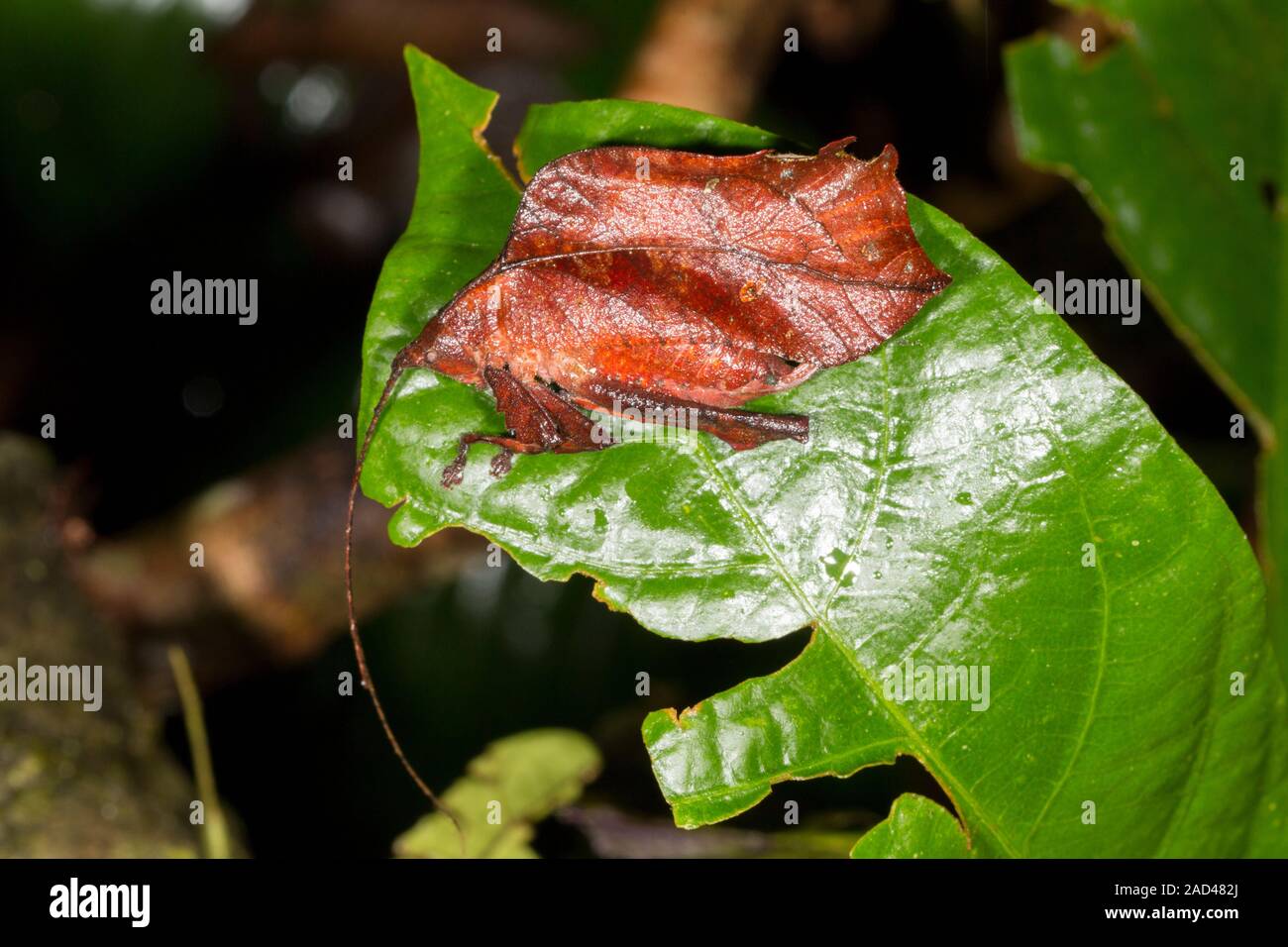 Leaf mimic katydid photographed in the Ecuadorian Amazon. The wings of ...
