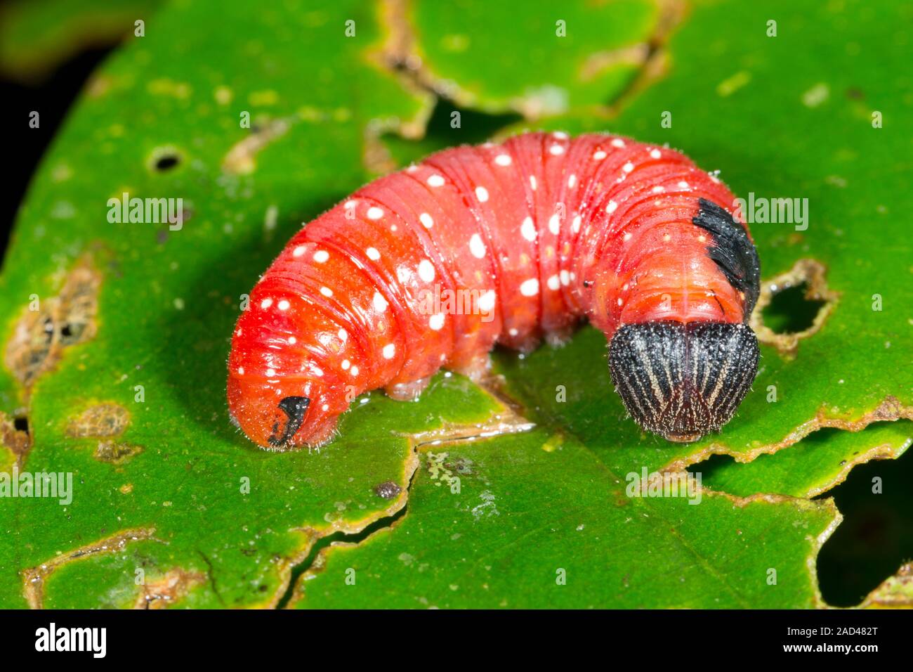 The bright red colour of this caterpillar may serve as warning ...