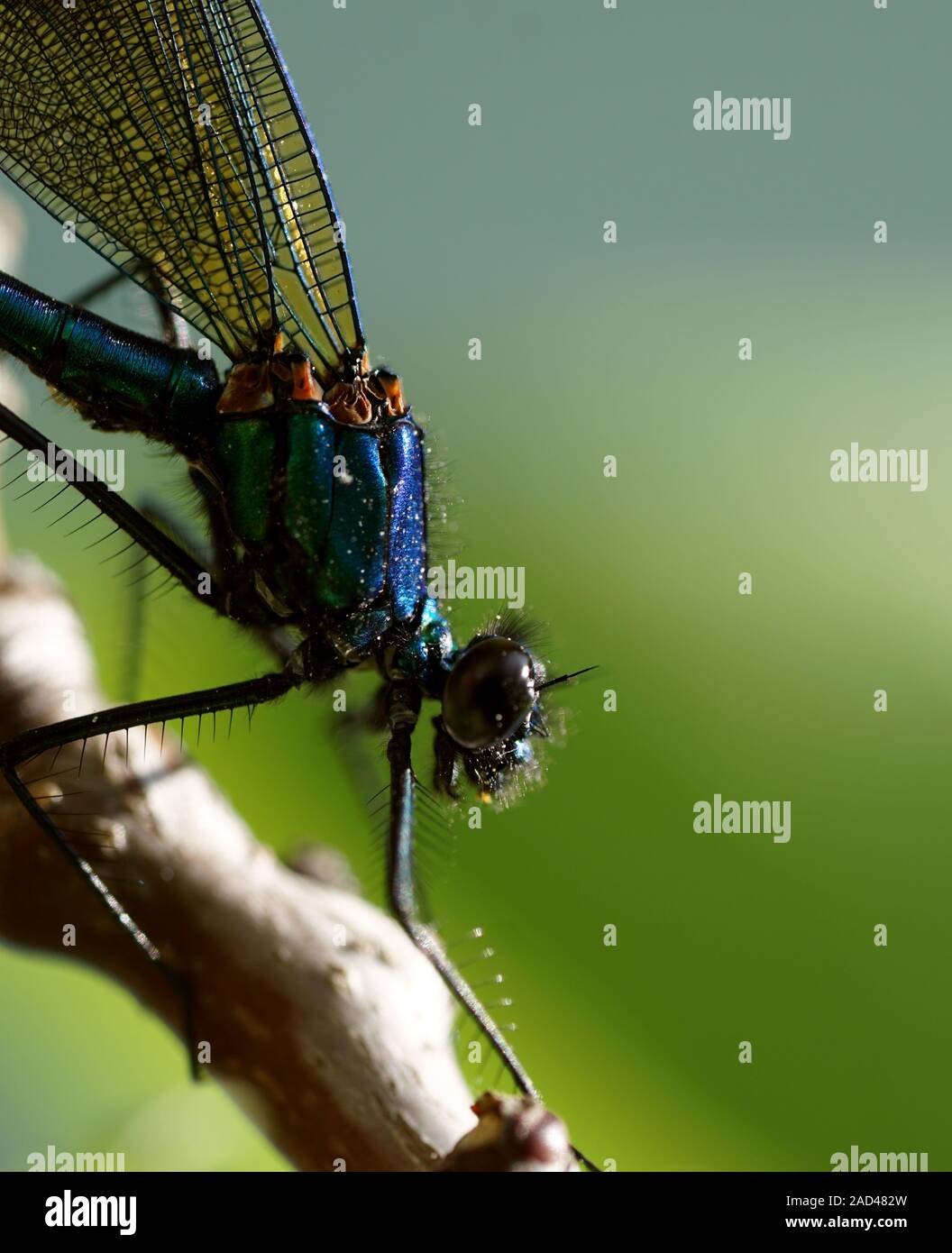 Dragonfly color hi-res stock photography and images - Alamy