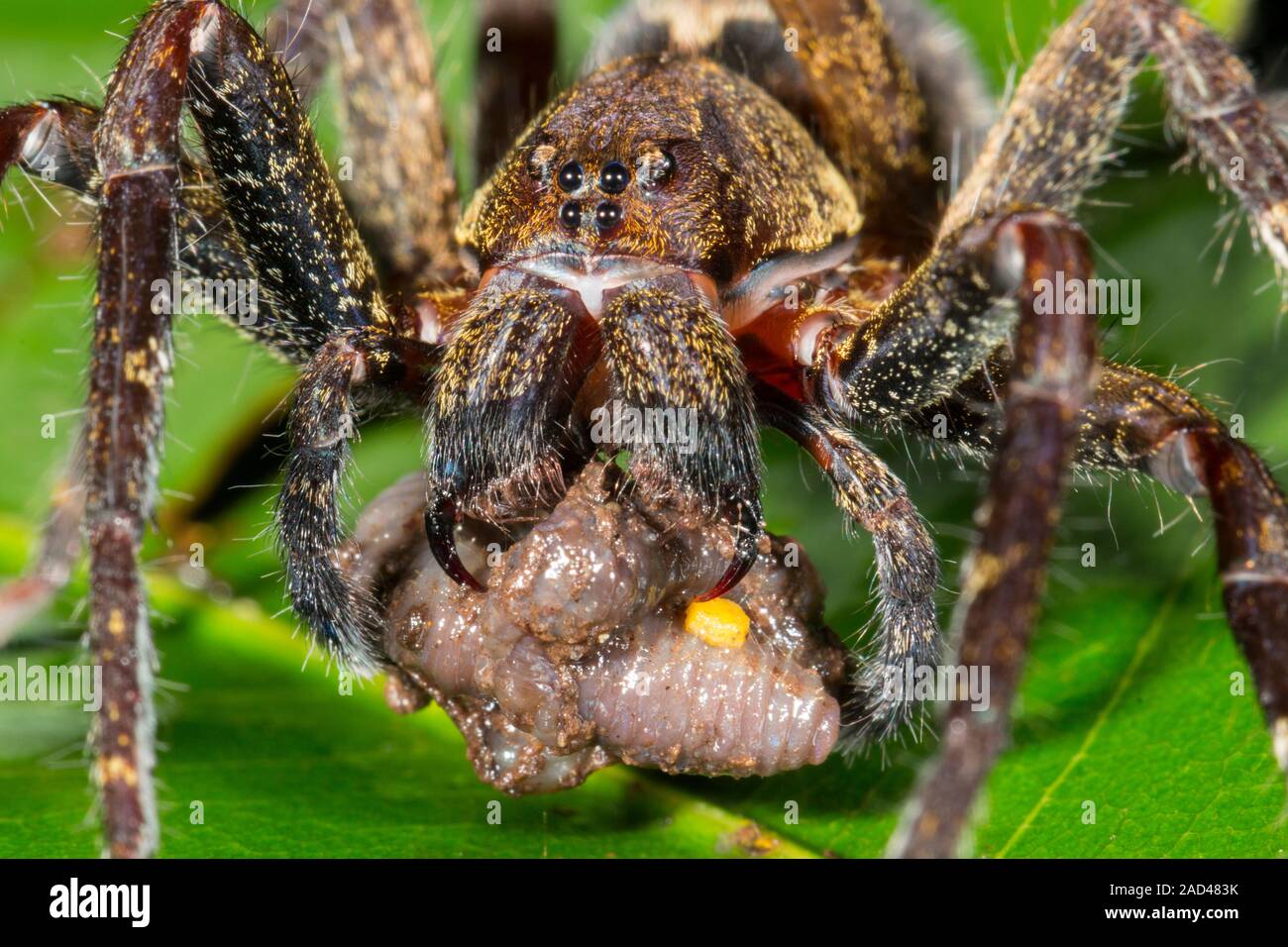 Wandering spider (family Ctenidae) feeding on an earthworm, held by its ...