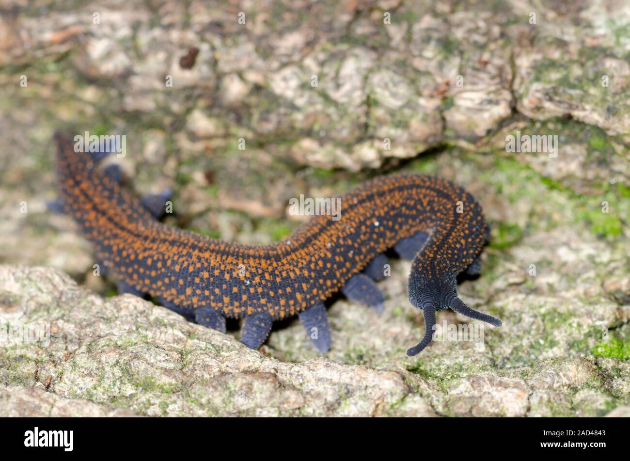 An undescribed (new) species of Velvet Worm from Tasmania. The velvet ...