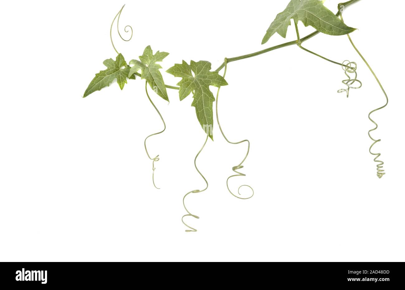 Vine isolated on white background Stock Photo - Alamy
