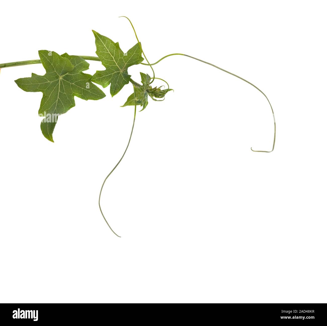 Vine isolated on white background Stock Photo - Alamy