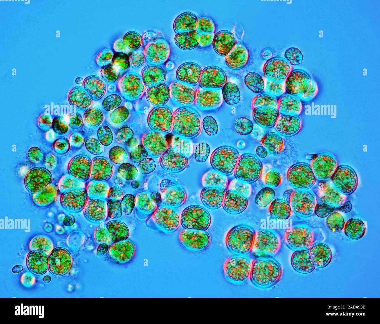 Green algae. Polarised light micrograph of green algae colonies ...
