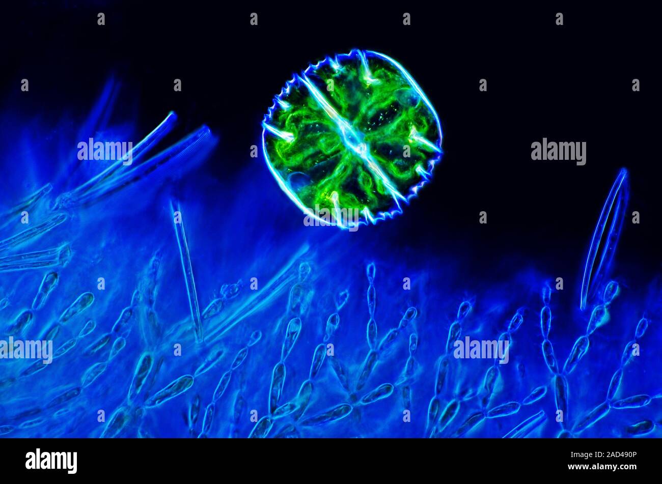 Desmid and red algae. Darkfield illuminated polarised light micrograph ...