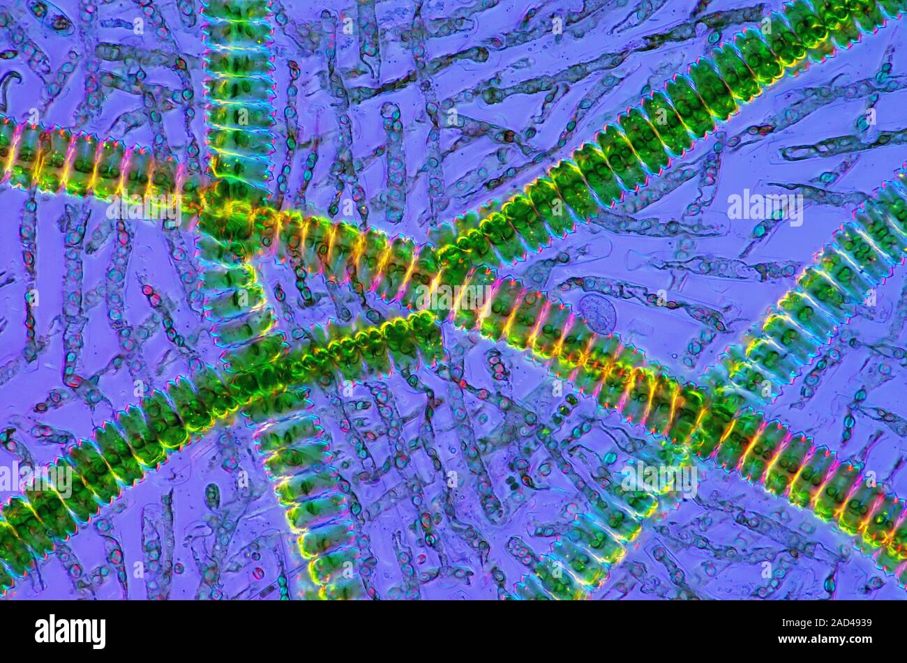 Desmidium desmids. Polarised light micrograph of colonies of Desmidium ...