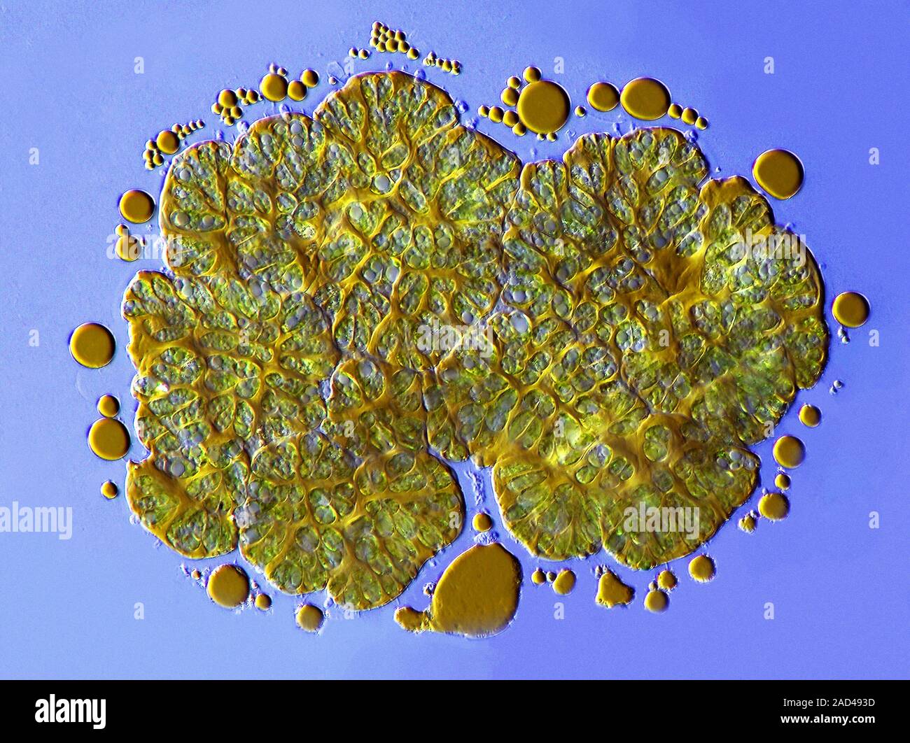 Botryococcus green algae. Polarised light micrograph of Botryococcus sp ...